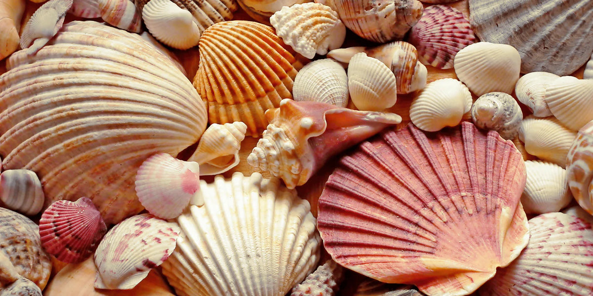 Why Shells are Popular for Florida Landscaping: Benefits and Usage ...